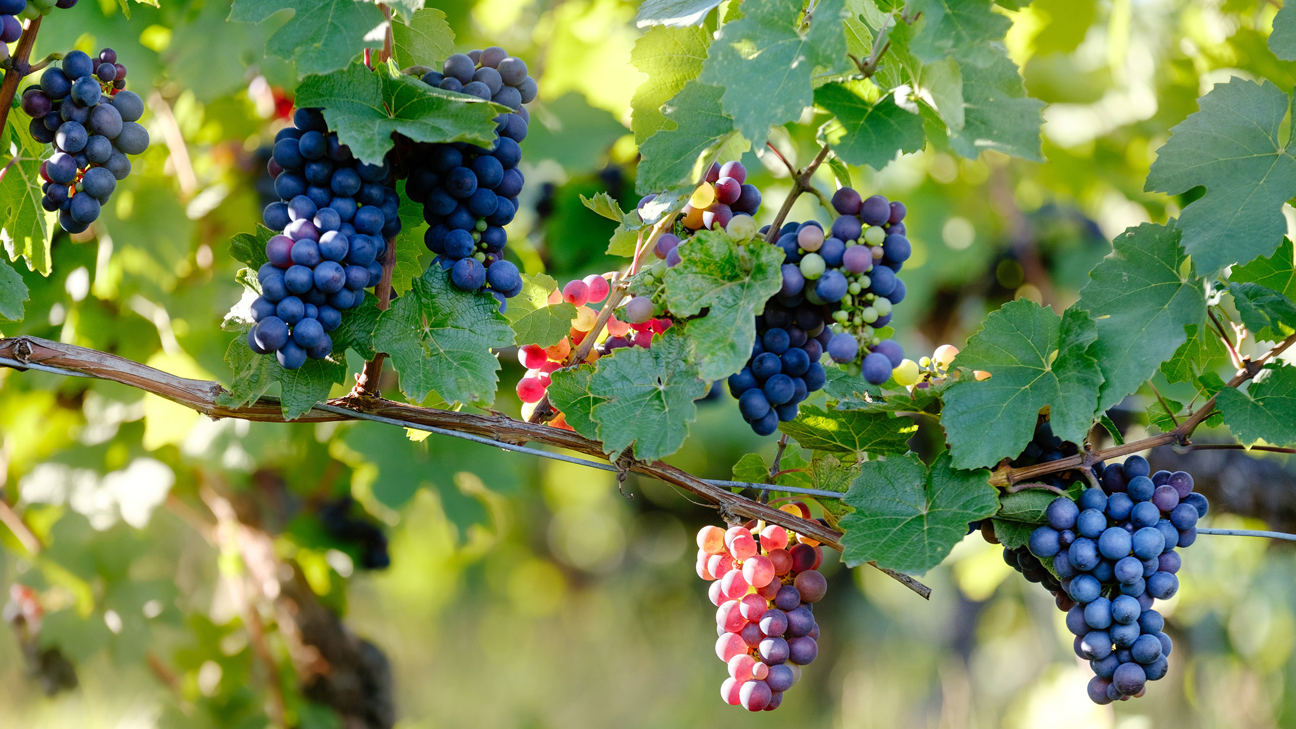 Uvas Emblemáticas del Valle de Guadalupe: Explorando la Vinicultura en ...